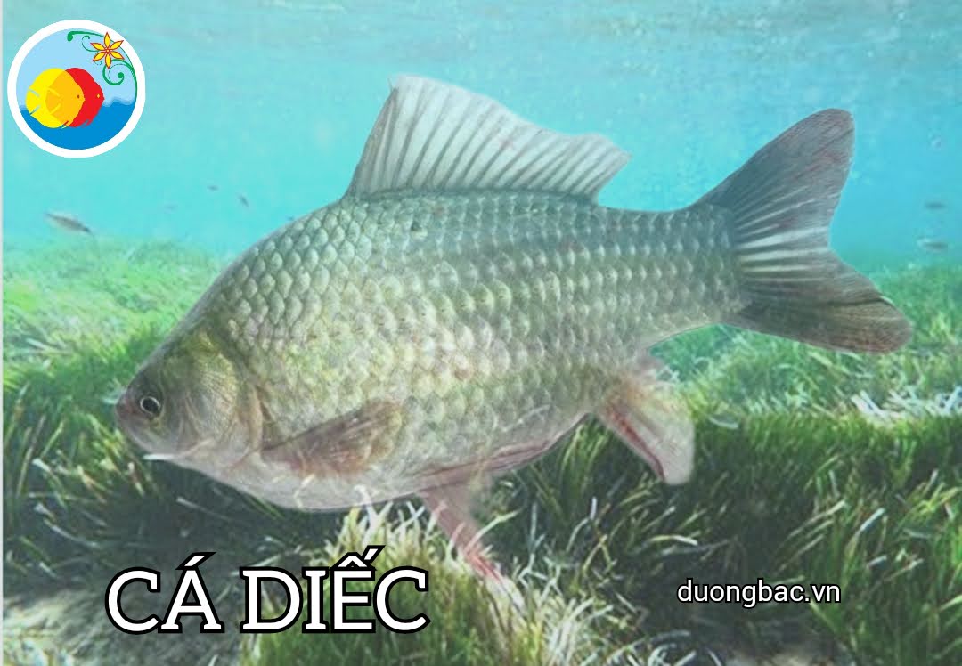 Cá vàng – Cá tàu – ~ Cá cảnh ~ DƯƠNG BẮC